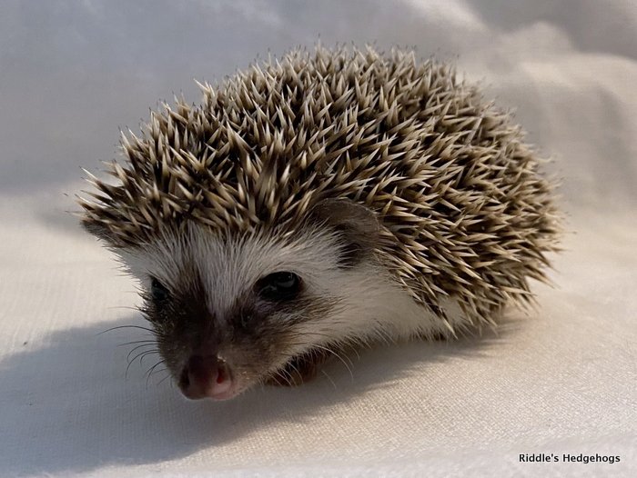 For Sale | Riddle's Hedgehogs - Hedgehog Breeder in Northern Virginia
